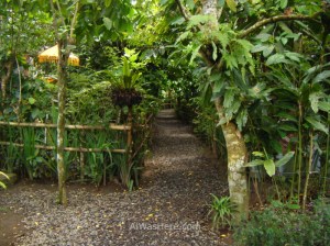 KOPI LUWAK, EL CAFÉ BALINÉS – Al Was Here